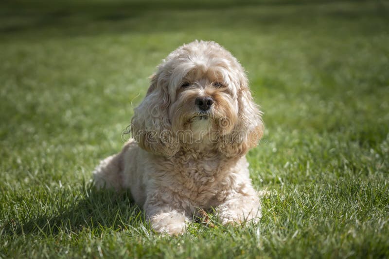 Seven Year Old Cavapoo Laying on the Grass Looking at the Camera Stock ...