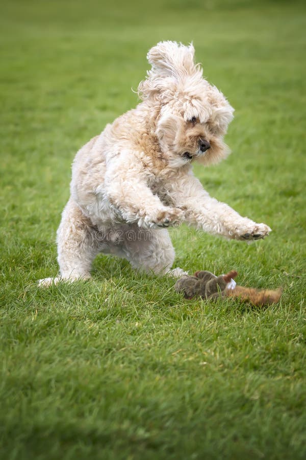 Cavapoo Toy Poodle Mix Pics Stock Photos - Free & Royalty-Free Stock ...