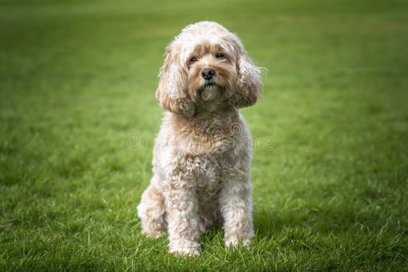 Seven Year Old Cavapoo Sat in the Park Looking at the Camera Stock ...