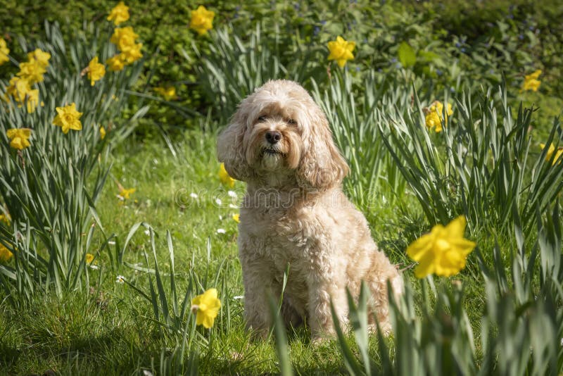 Seven Year Old Cavapoo Sitting in the Spring Flowers Stock Photo ...
