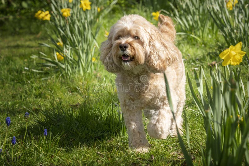 Seven Year Old Cavapoo Walking through the Spring Flowers Stock Photo ...