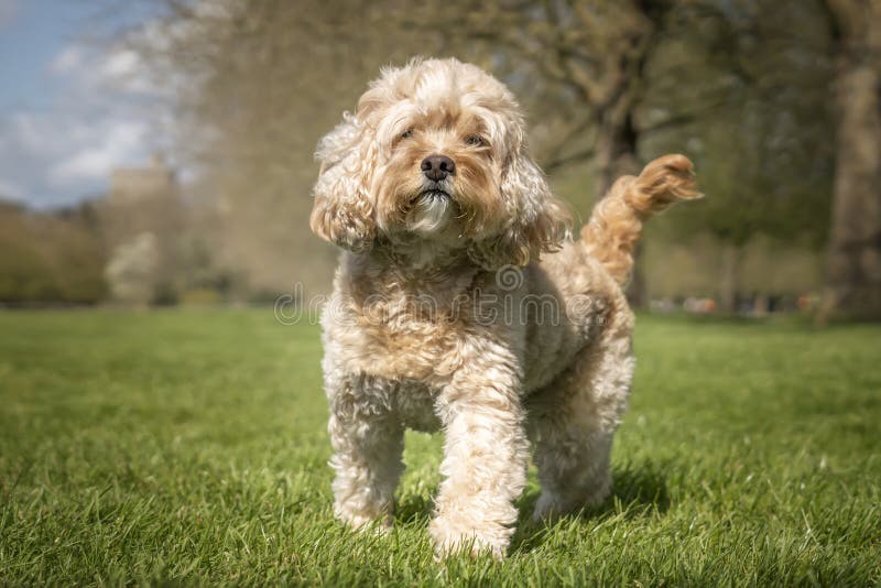 Seven Year Old Cavapoo Playing with His Toy Squirrel Stock Image ...
