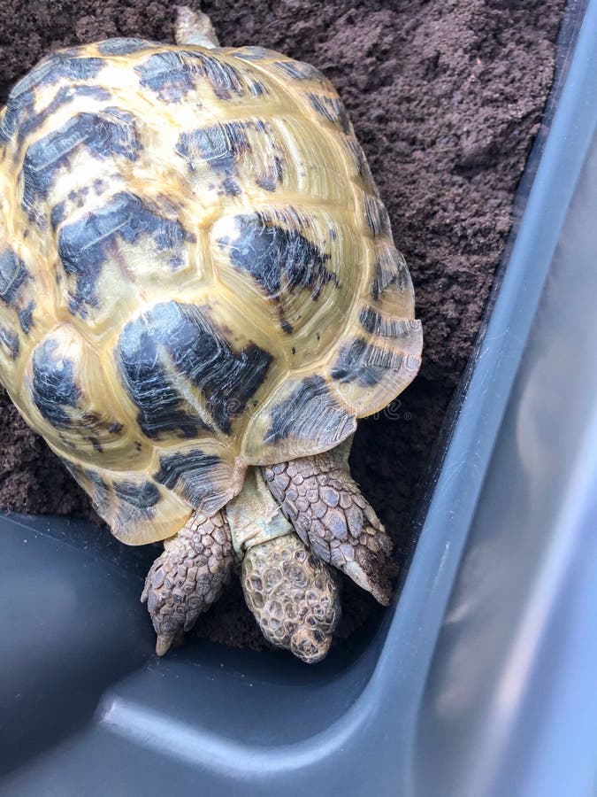 Seven Year Old Tortoise in a Carrier with Ground Stock Photo - Image of ...