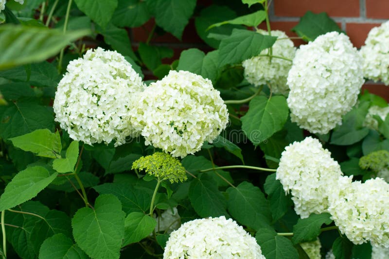 A Sevenbark with a Bunch of White Blossoms Stock Photo - Image of ...