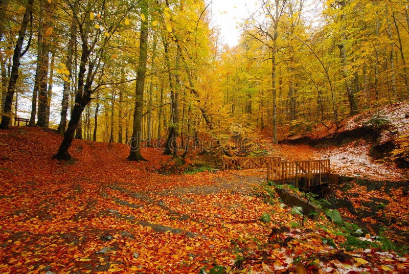 395 Squirrels Plant Trees Stock Photos - Free & Royalty-Free Stock ...