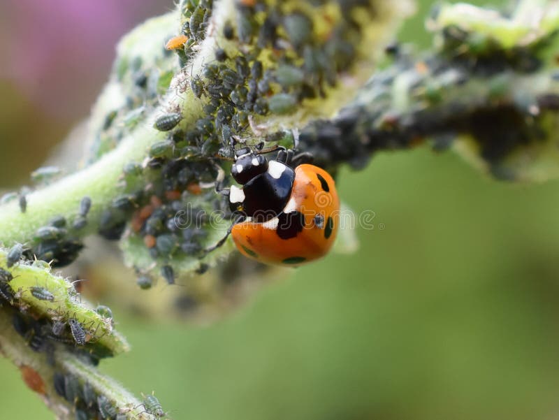 Sevenspotted Red and Black Ladybird Eating Aphids Stock Image - Image ...