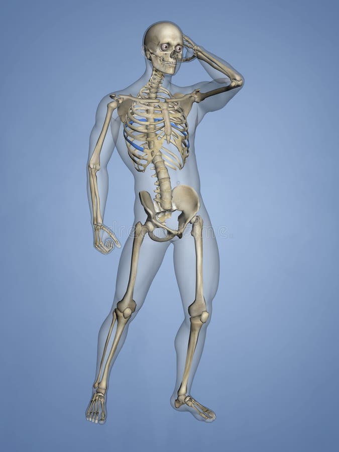 Seventh Rib, Rib Cage, 3D Model Stock Illustration - Illustration of ...