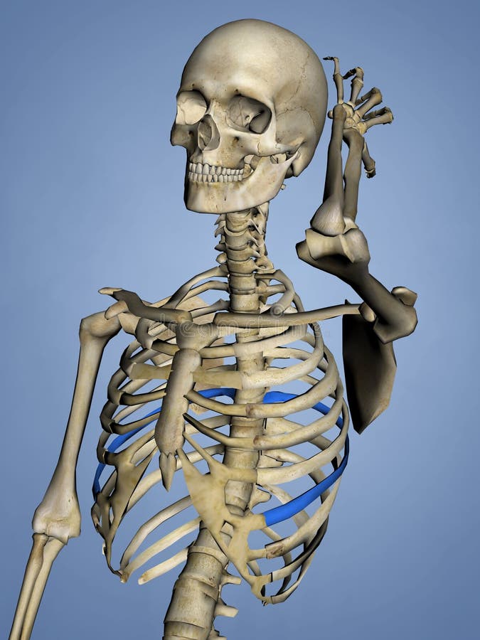 Seventh Rib, Rib Cage, 3D Model Stock Illustration - Illustration of ...