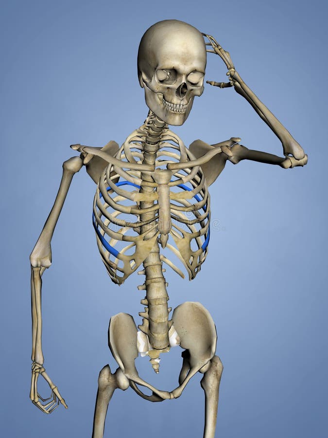 Seventh Rib, Rib Cage, 3D Model Stock Illustration - Illustration of ...