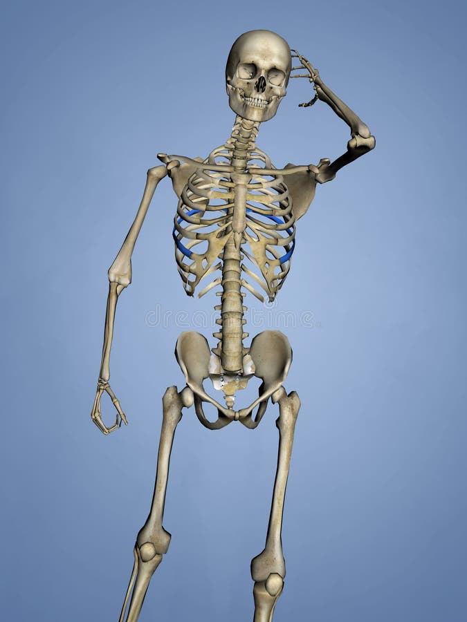 Seventh Rib, Rib Cage, 3D Model Stock Illustration - Illustration of ...