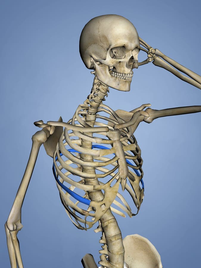 Seventh Rib, Rib Cage, 3D Model Stock Illustration - Illustration of ...