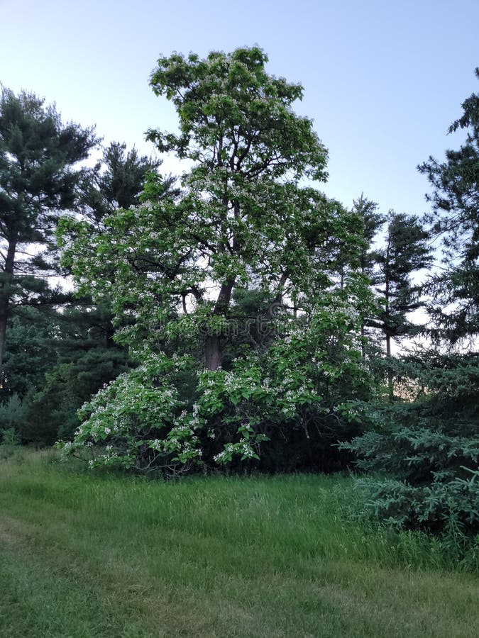 A ten foot tall waterfall stock photo. Image of beauty - 95683190