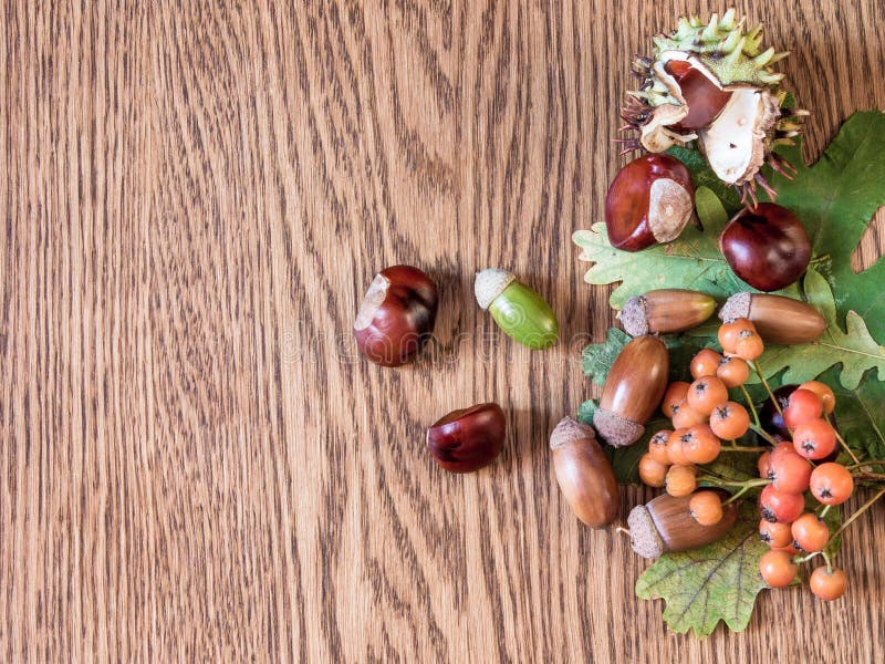 Several Acorns, Chestnuts and Rowan Branch Stock Photo - Image of ...