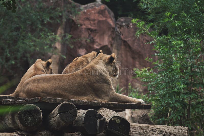 African Lions at a Zoo in Germany Stock Photo - Image of tree, wild ...