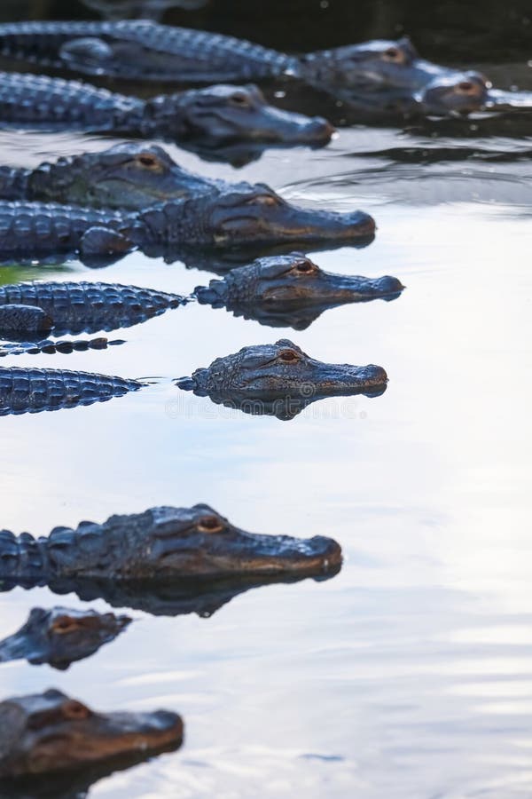 Several Alligators in a Row in the Lake Stock Photo - Image of ...