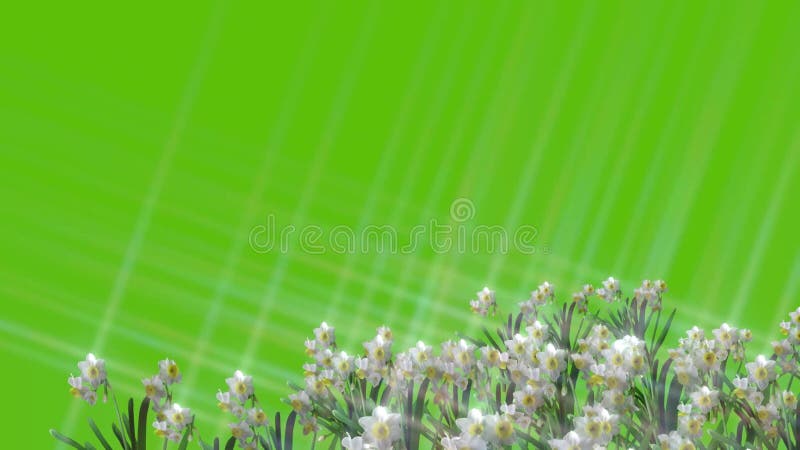 Several Animated Spring Flower Scenes on Green Backgrounds Stock Video ...