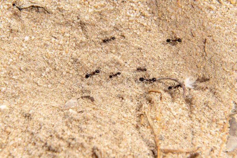 Several Ants To Move in Single File Stock Image - Image of file, ants ...