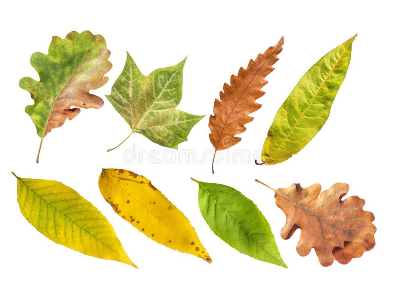 Several Autumn Nature Leaf from Botany Environment Isolated Stock Image ...