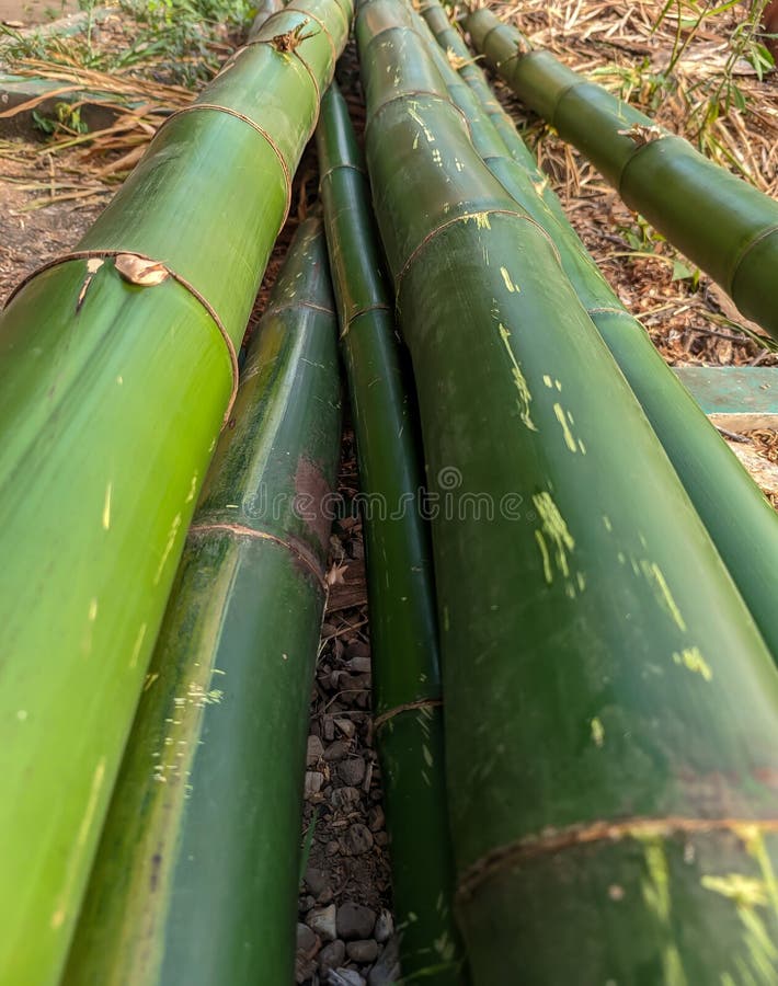 Several Bamboo Stalks that Have Been Cut Stock Photo - Image of stalks ...