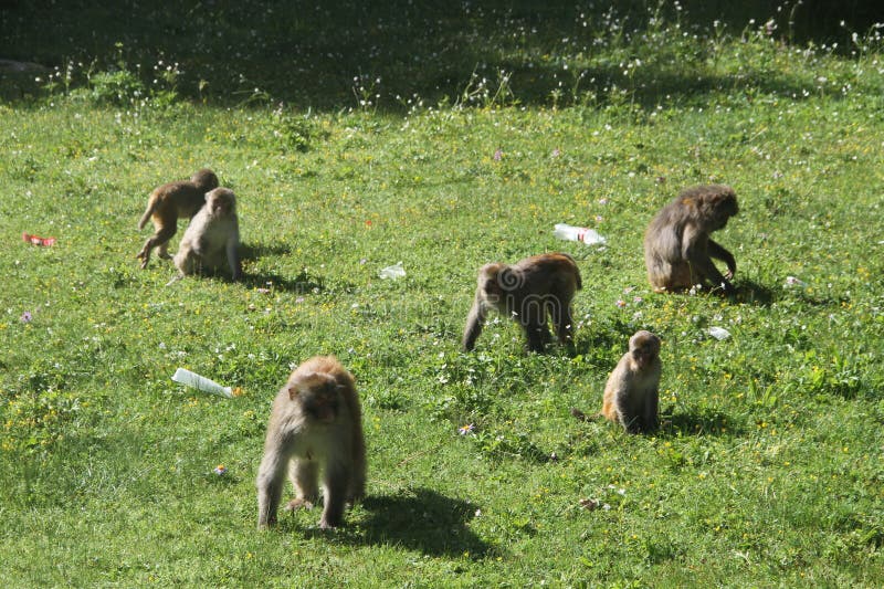 Monkey stock image. Image of primate, jungle, animal - 372971825