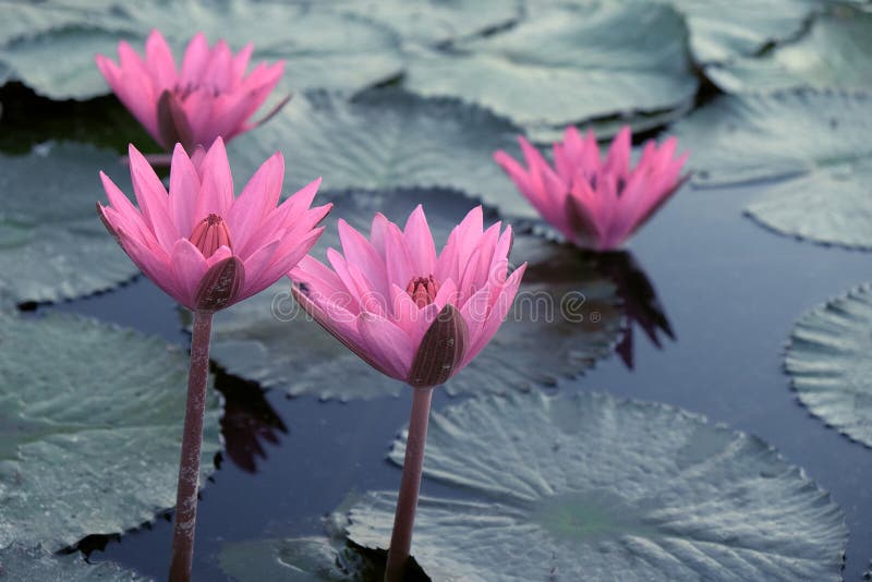 Several Beautiful Blossoming Lotuses on the Pond. Plants of Southeast ...