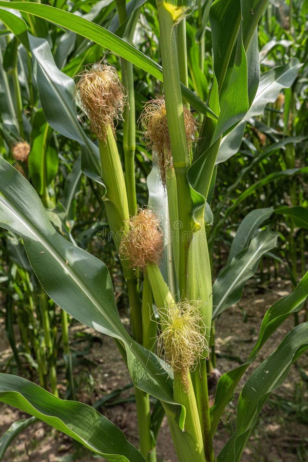 Several Beautiful Corn Cobs with Bracts in a Corn Field. with a Blurred ...