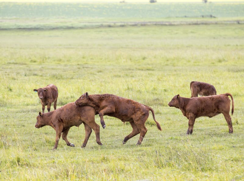 Beef Cattle stock image. Image of canada, global, ranch - 235191809