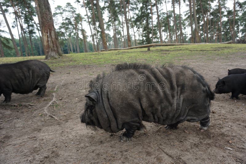 Several Big Black Wild Swine with Their Babies Walking in the Forest ...