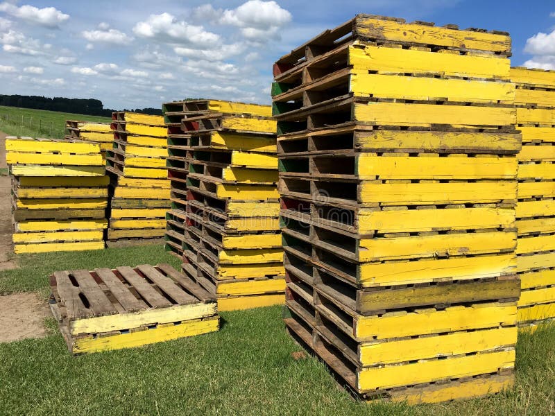 Several Big Stacks of Yellow Wooden Pallets Stock Photo - Image of ...