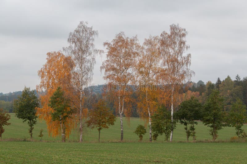 Several Birch Trees in a Field Stock Image - Image of landscape ...