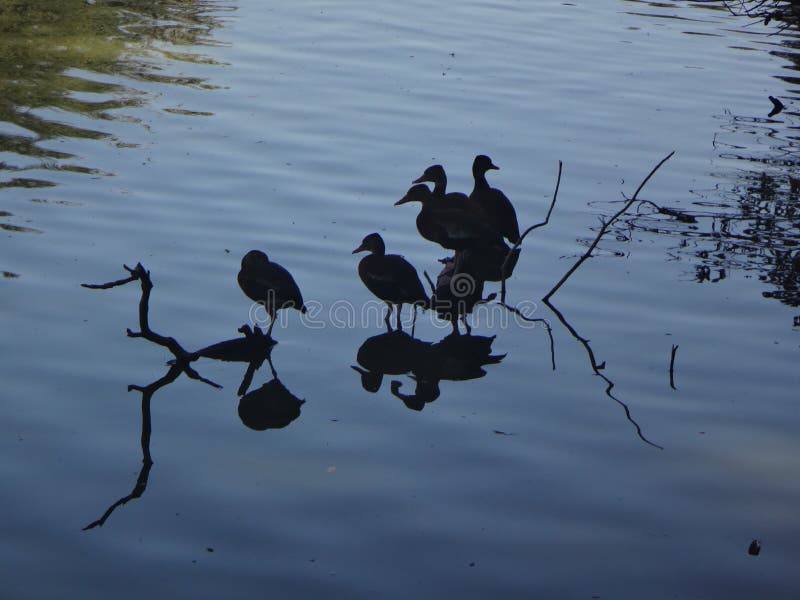 Several Birds Sit on Branch Over Water Stock Image - Image of pacific ...