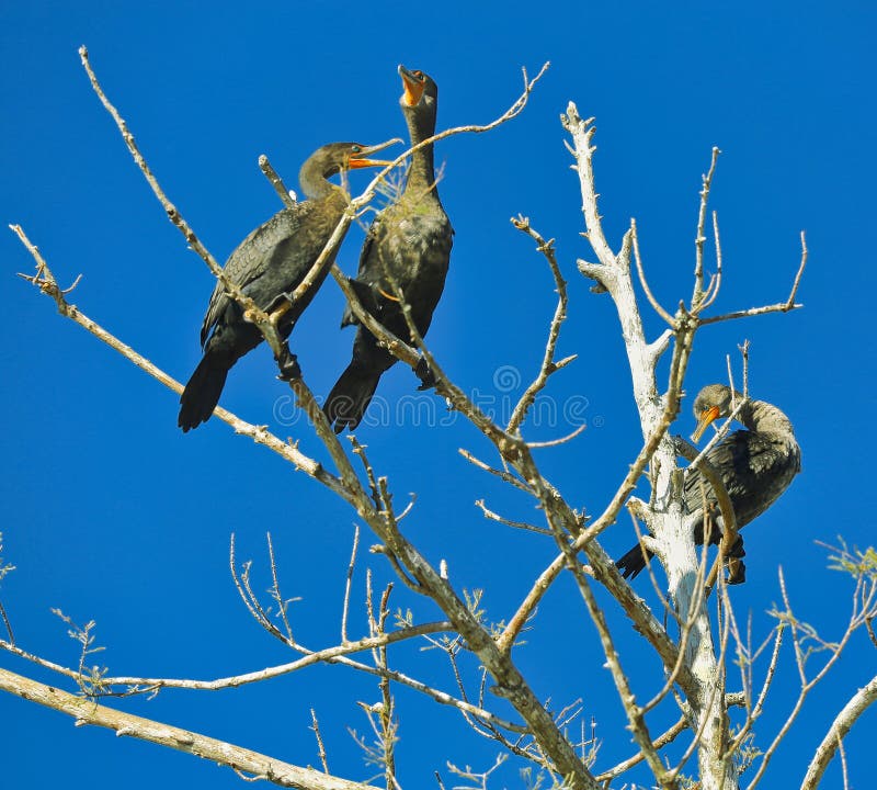 Debra Tosca (Debratos) - Photographer profile