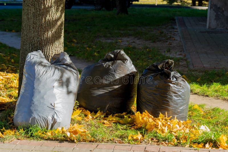Several Black Garbage Bags Sit on the Ground Next To a Tree in a Park ...