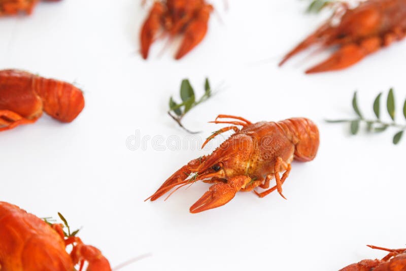 Several Boiled Crawfish Isolated on White. Top View Stock Photo - Image ...