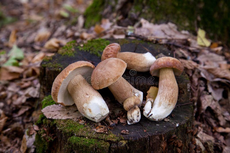 Several Boletus Mushroom In The Wild Porcini Mushroom Boletus Aereus On Old Fungy Hemp In