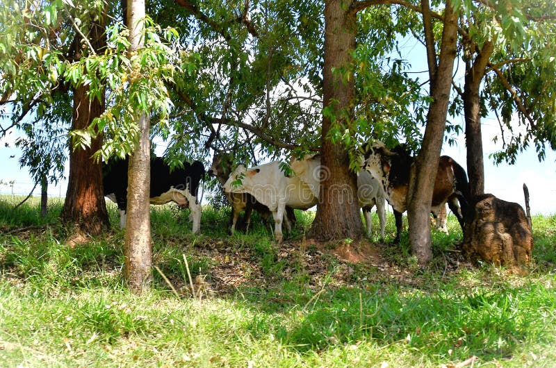 Several Bos Taurus in the Shade in the Field Stock Photo - Image of ...