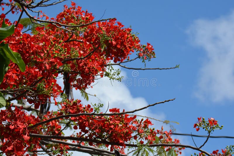 Several Branches of the Flame Tree Against Cloudy Sky Stock Photo ...