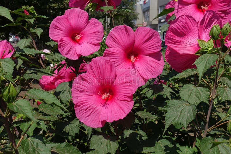 Several Bright Pink Flowers of Hibiscus Moscheutos Stock Photo - Image ...