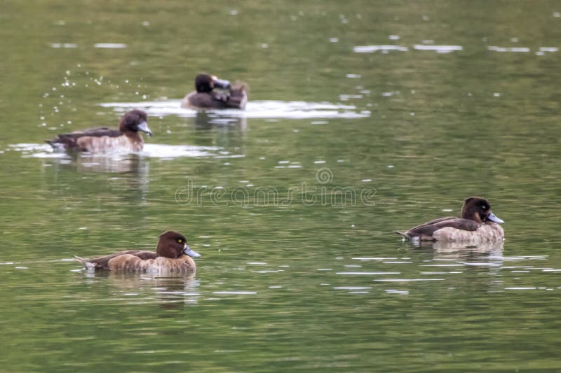 Several Brown Tufted Ducks Float on the Water Stock Photo - Image of ...