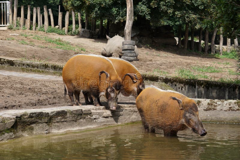 Several Brown Wild Swine Swimming in the Farm Pool Surrounded with ...