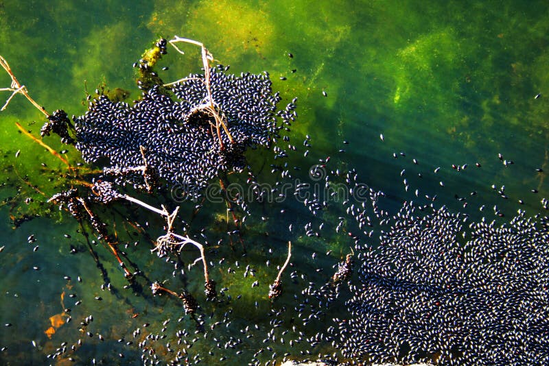 Several Bugs in the Lake Water Insect Texture Stock Photo - Image of ...