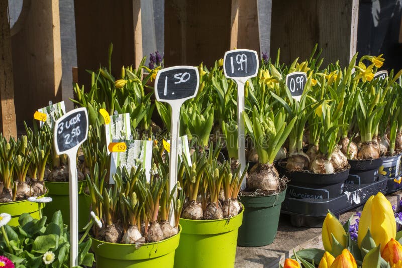 Several Bulbs in Pots on the Wooden Shelf with Prices Stock Photo ...