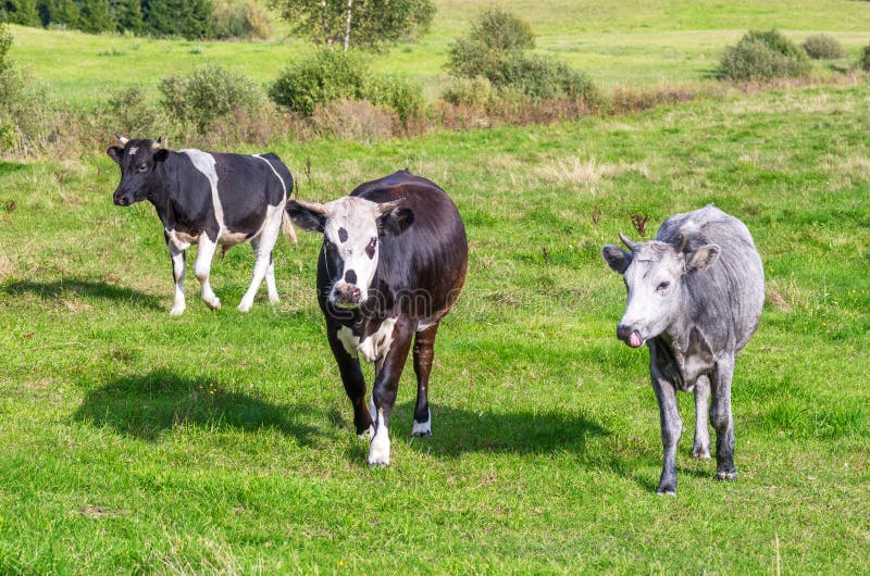 Several bulls stock image. Image of calves, field, grazing - 44286179