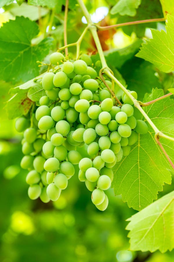 Developing Green Not Mature Grapes Hanging Down from a Vine Stock Photo ...