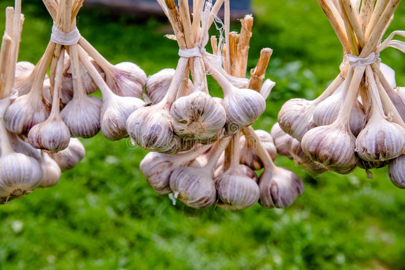 Several bundles of garlic stock photo. Image of seasonal - 110420980