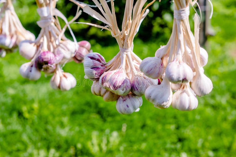 Several Bundles of Garlic are Dried Stock Image - Image of gathering ...
