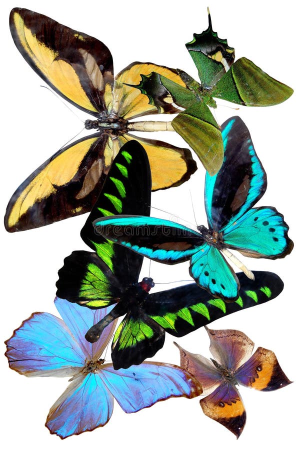 Several butterflies stock image. Image of nature, life - 17980237