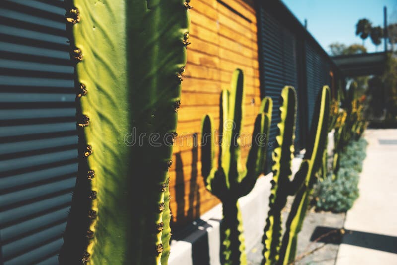 Rustic Cactus background stock photo. Image of instagram - 147420132