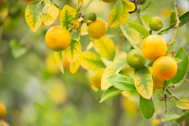 Calamansi Citrus Fruit on a Tree Stock Image - Image of ingredient ...