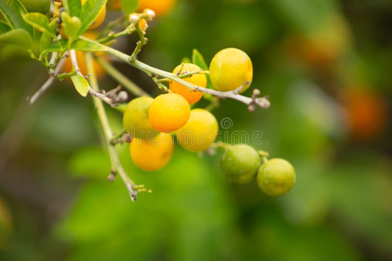 Calamansi Citrus Fruit on a Tree Stock Image - Image of pile, produce ...